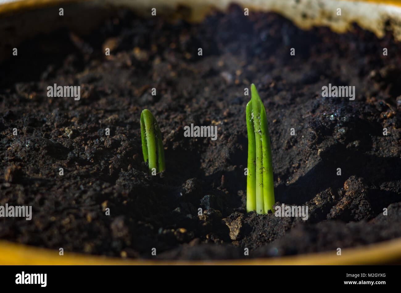 growing little green sprouts of young plants in sunlight Stock Photo ...