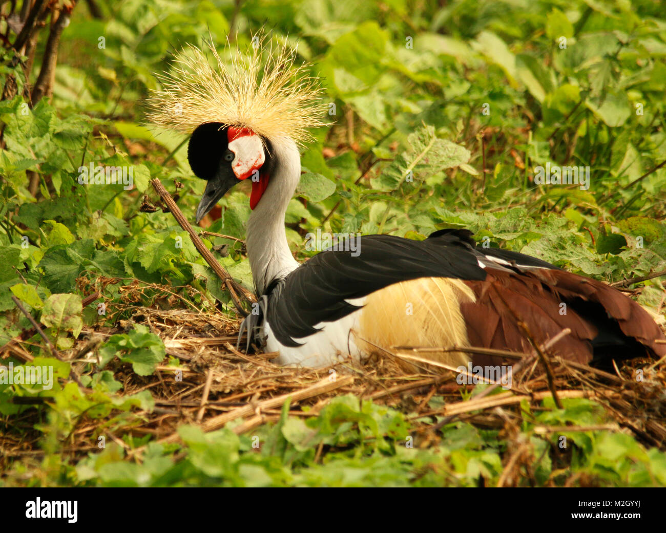 Grey crowned crane bird Stock Photo - Alamy