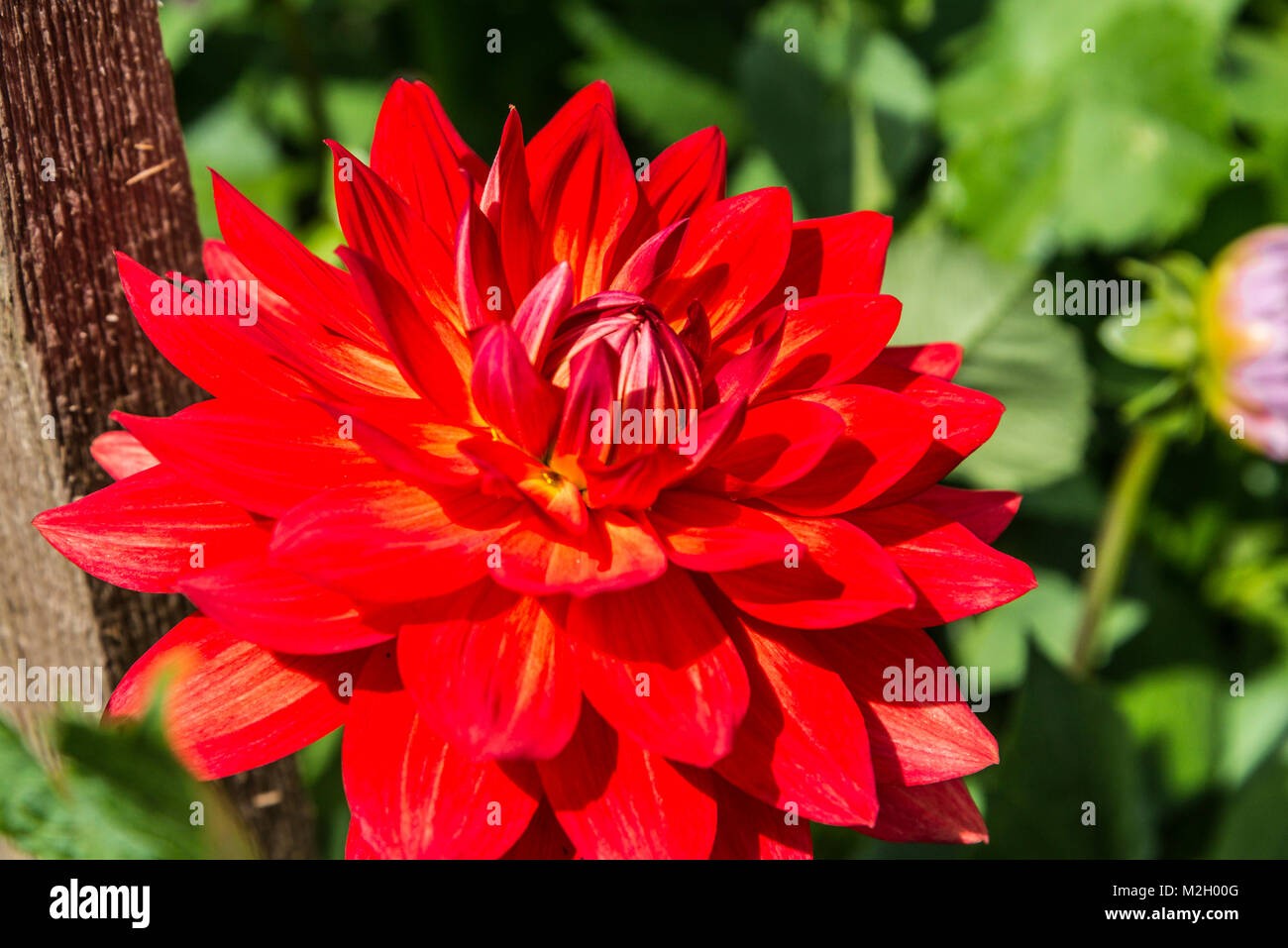 A red Dahlia flower Stock Photo - Alamy