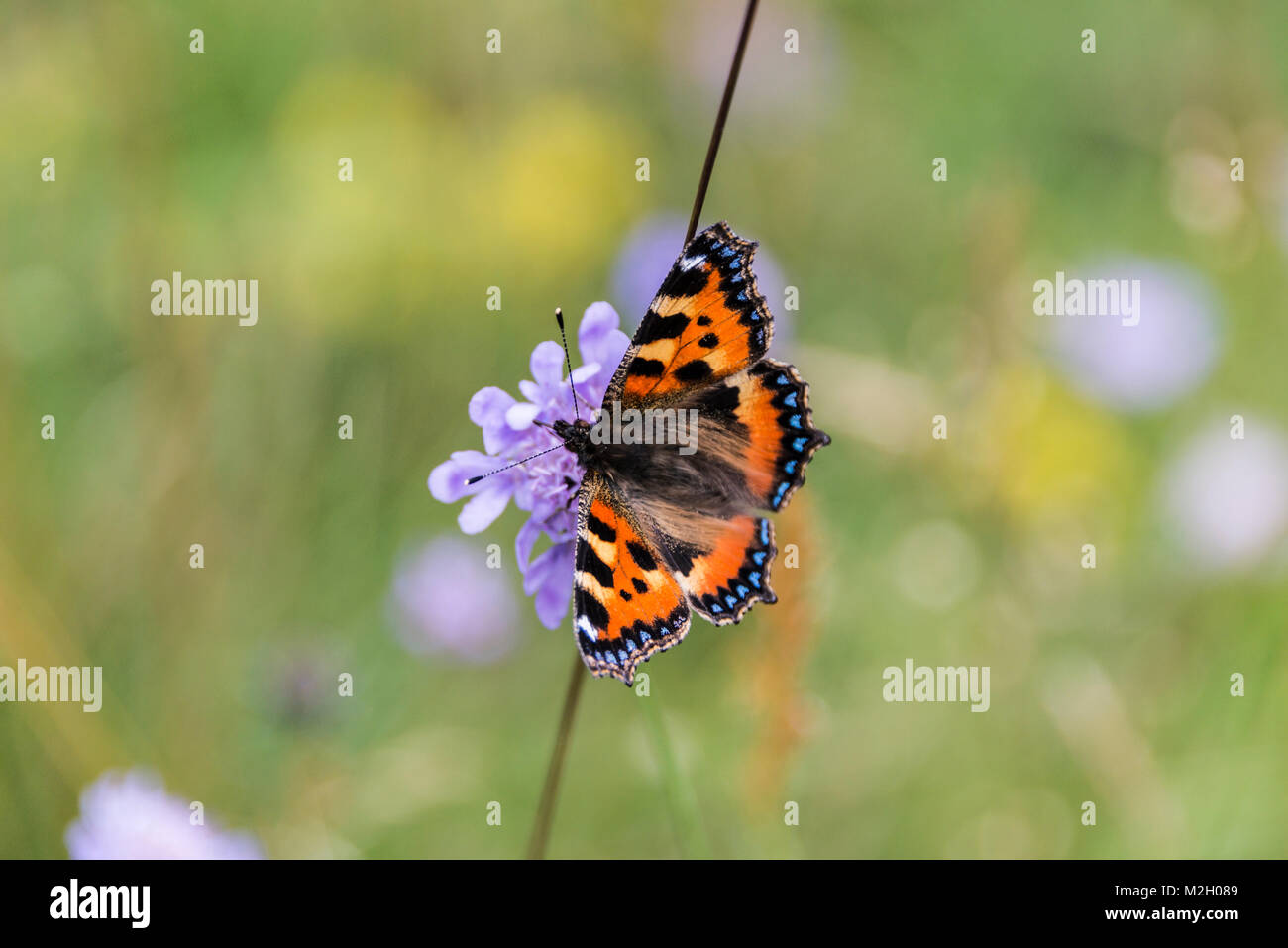 Tortoise shell butterfly uk hi-res stock photography and images - Alamy