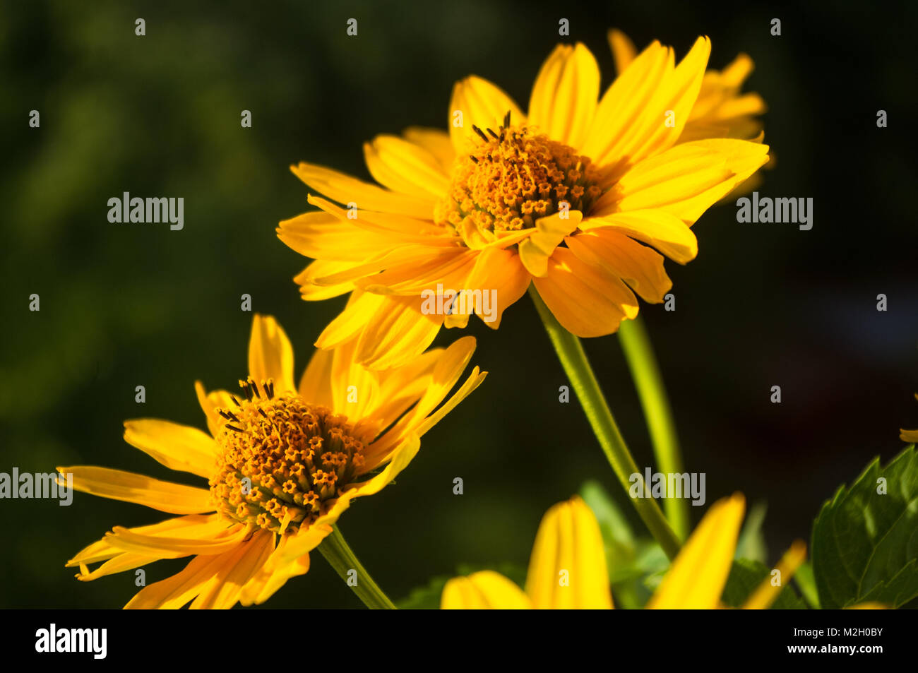 Beautiful bouquet of bright yellow flowers Heliopsis helianthoides on a ...