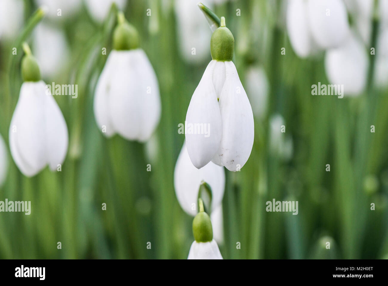 Giant snowdrop galanthus winter hi-res stock photography and images - Alamy
