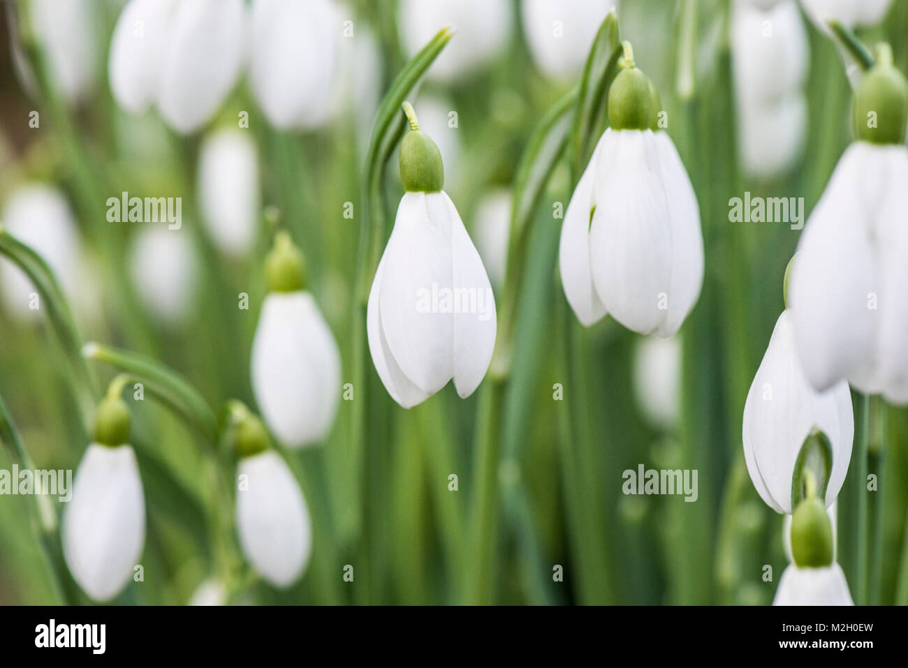 Giant snowdrops hi-res stock photography and images - Alamy
