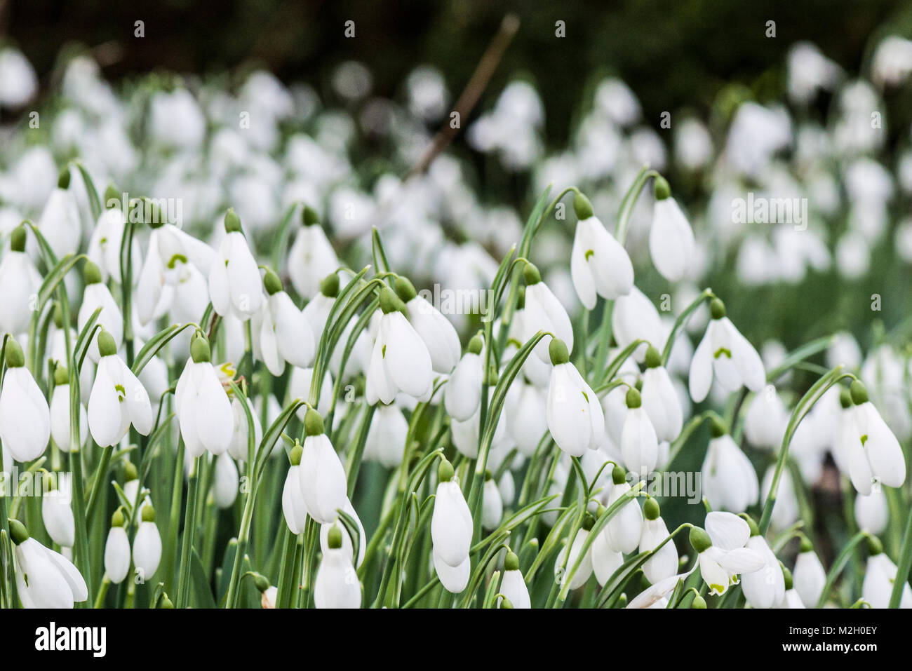 Giant snowdrop galanthus winter hi-res stock photography and images - Alamy