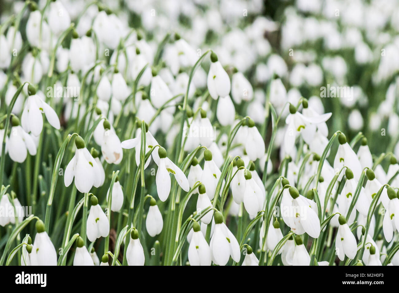 Giant Snowdrop High Resolution Stock Photography and Images - Alamy