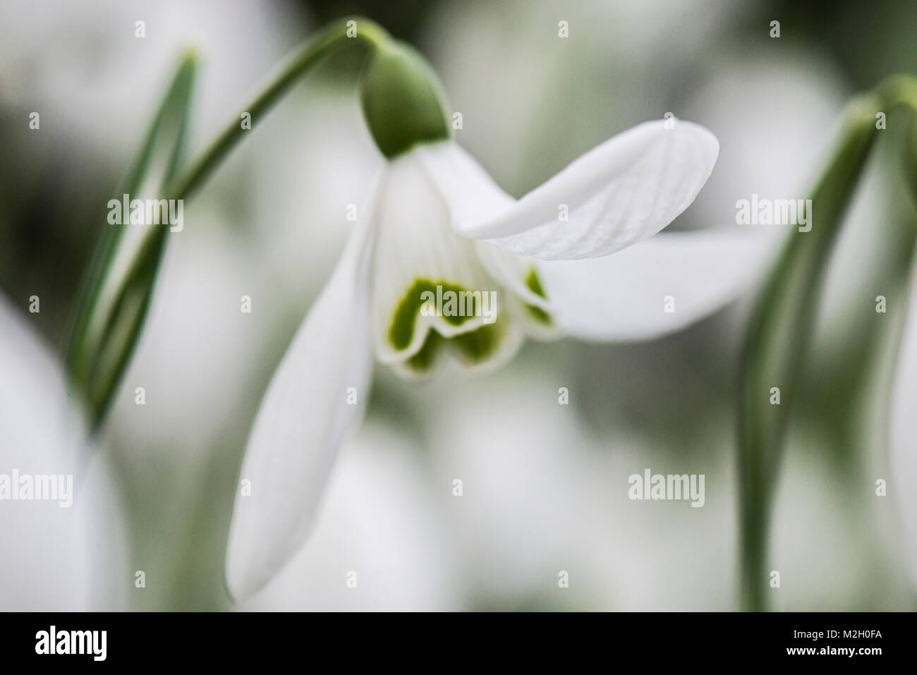 Giant Snowdrop Galanthus Winter High Resolution Stock Photography and ...