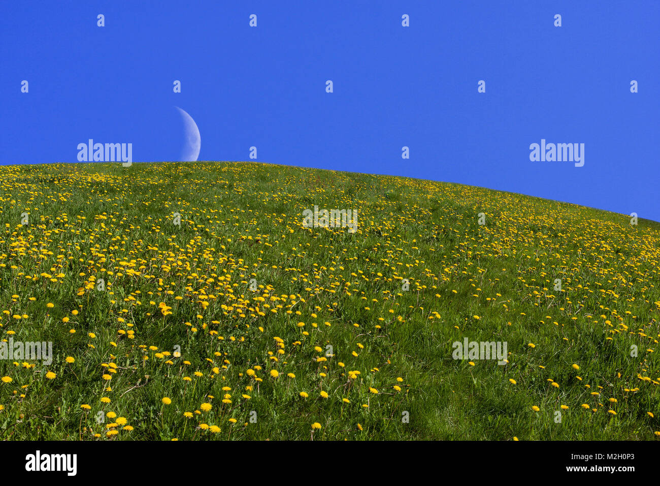 Hilly meadows and blue sky. Grass and dandelions this side the open sky ...