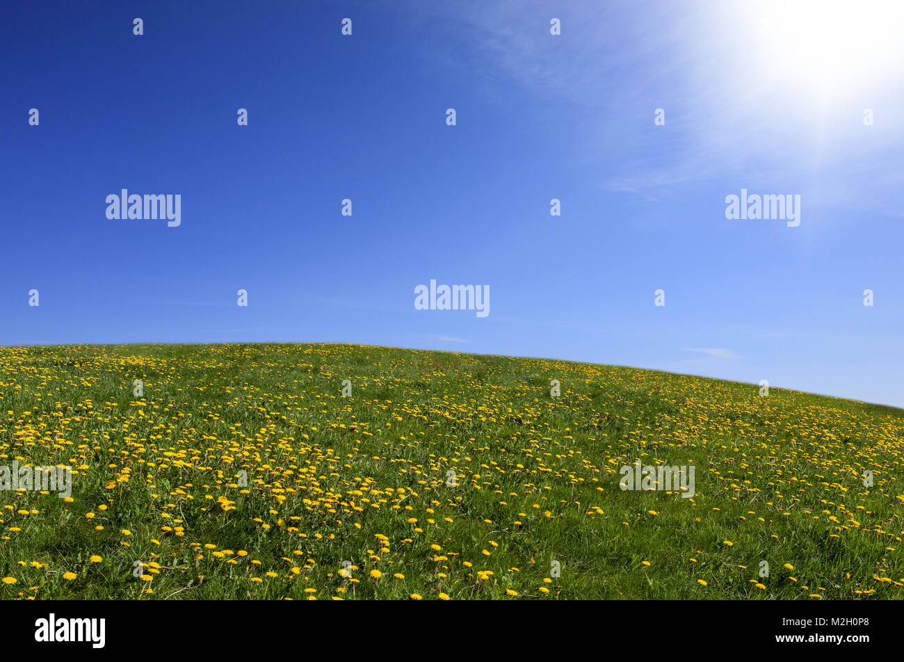 Hilly meadows and blue sky. Grass and dandelions this side the open sky ...