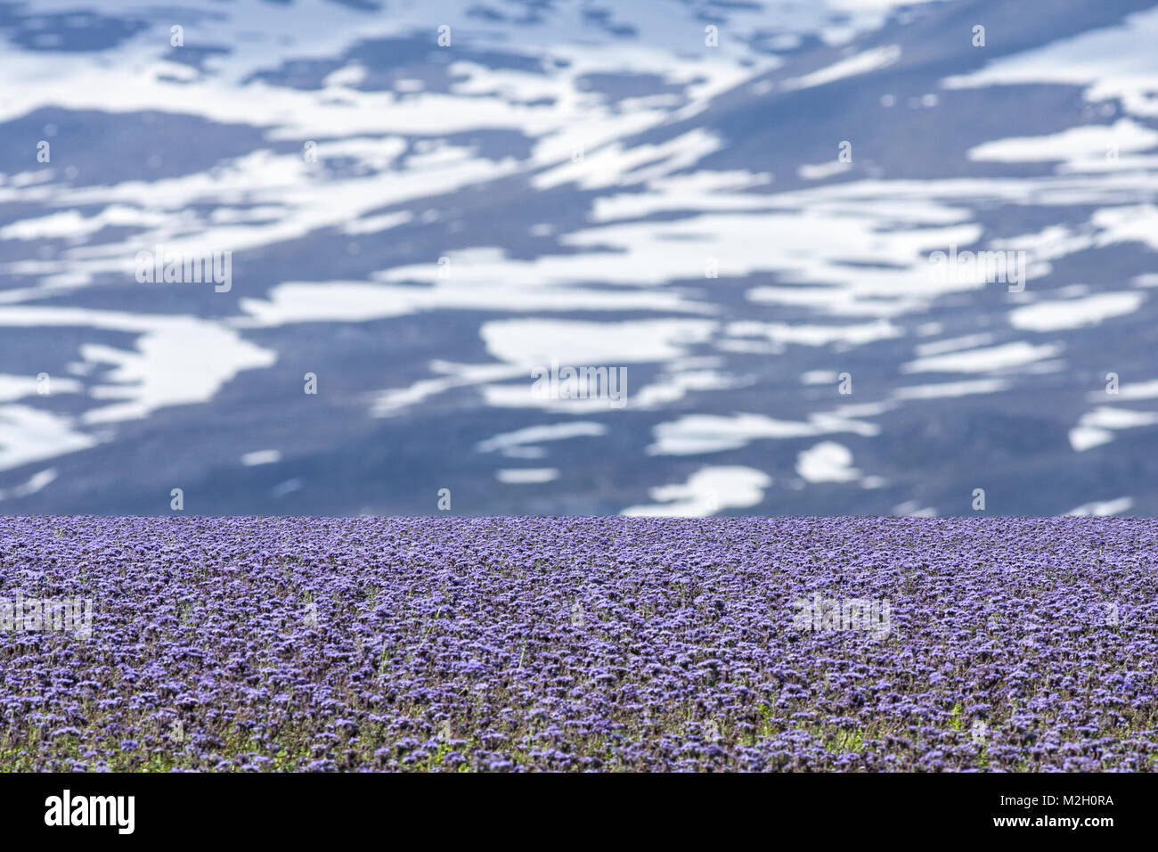 Fields of flax this side mountain. Mountainsides and some snow in the ...