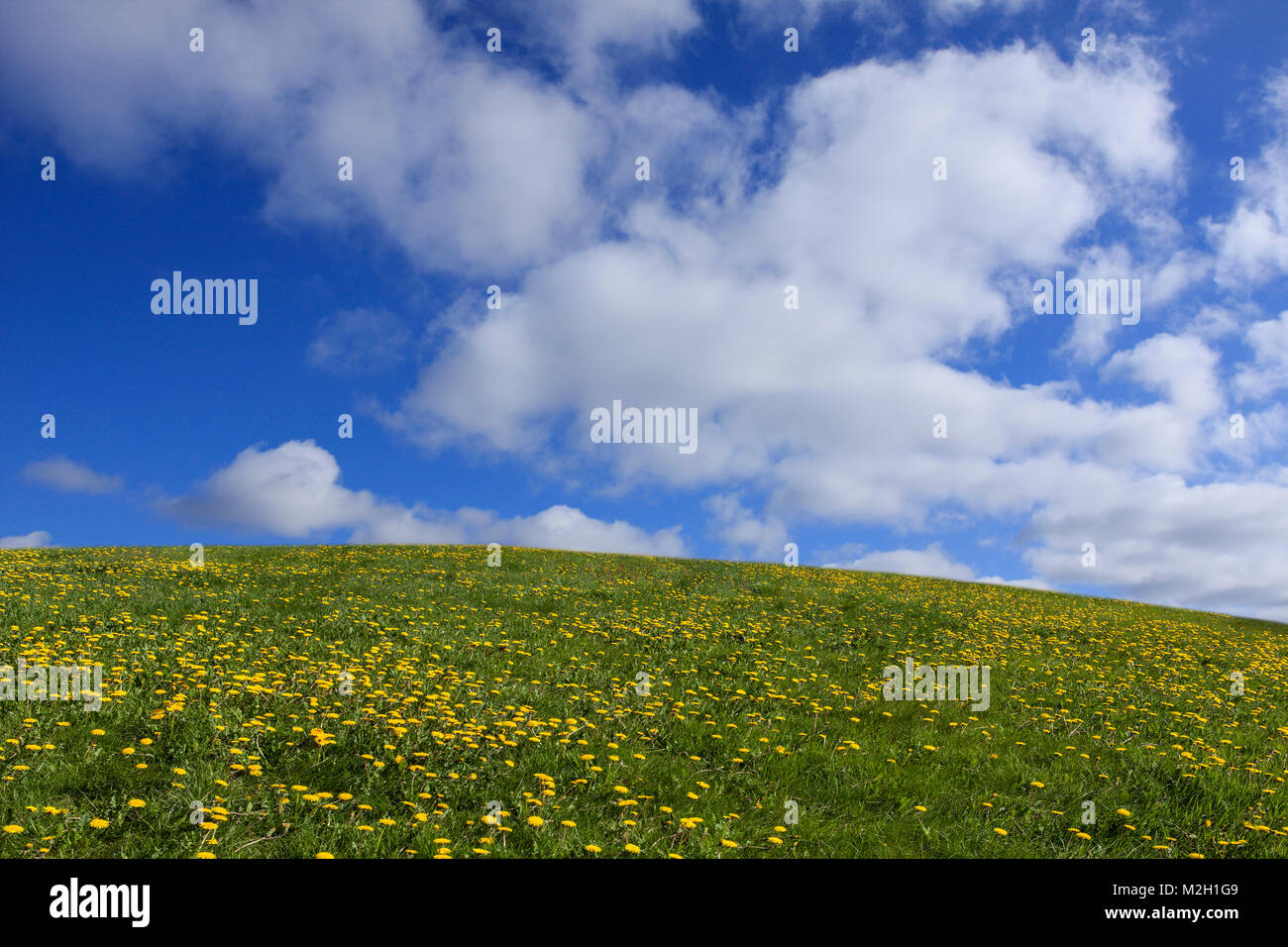 Hilly meadows and blue sky. Grass and dandelions this side the open sky ...