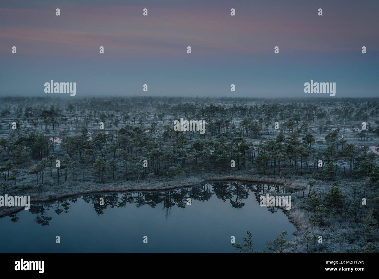 Marsh with small pine trees covered in early winter morning frost ...