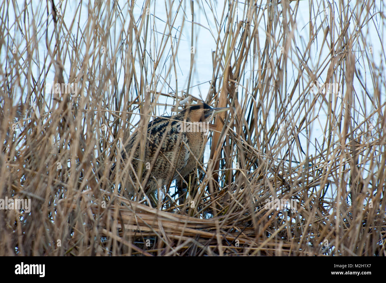 The Eurasian bittern or great bittern (Botaurus stellaris) feeding in ...