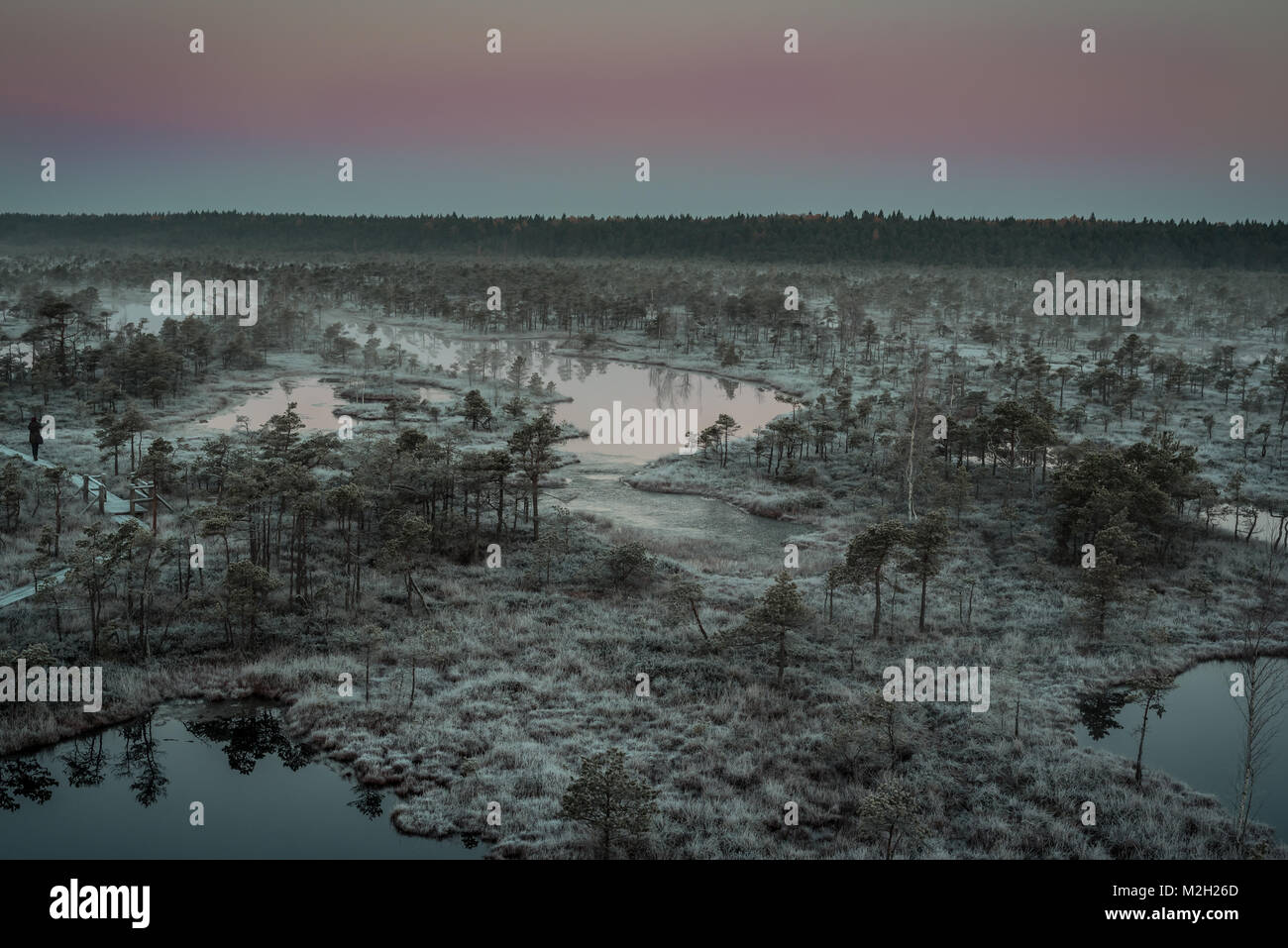 Marsh with small pine trees covered in early winter morning frost ...