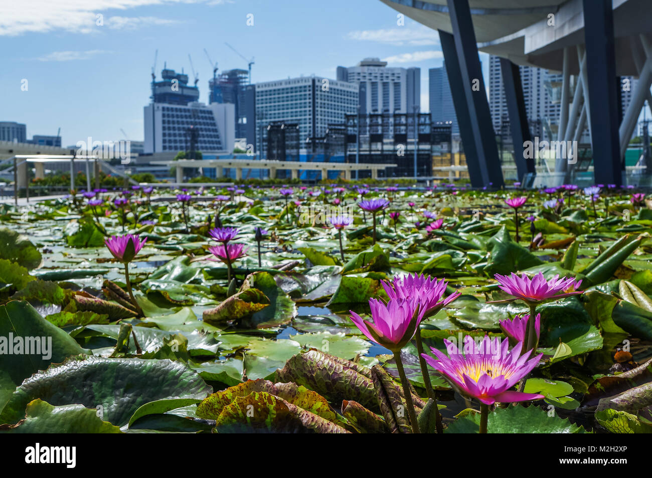 Tall lotus hi-res stock photography and images - Alamy