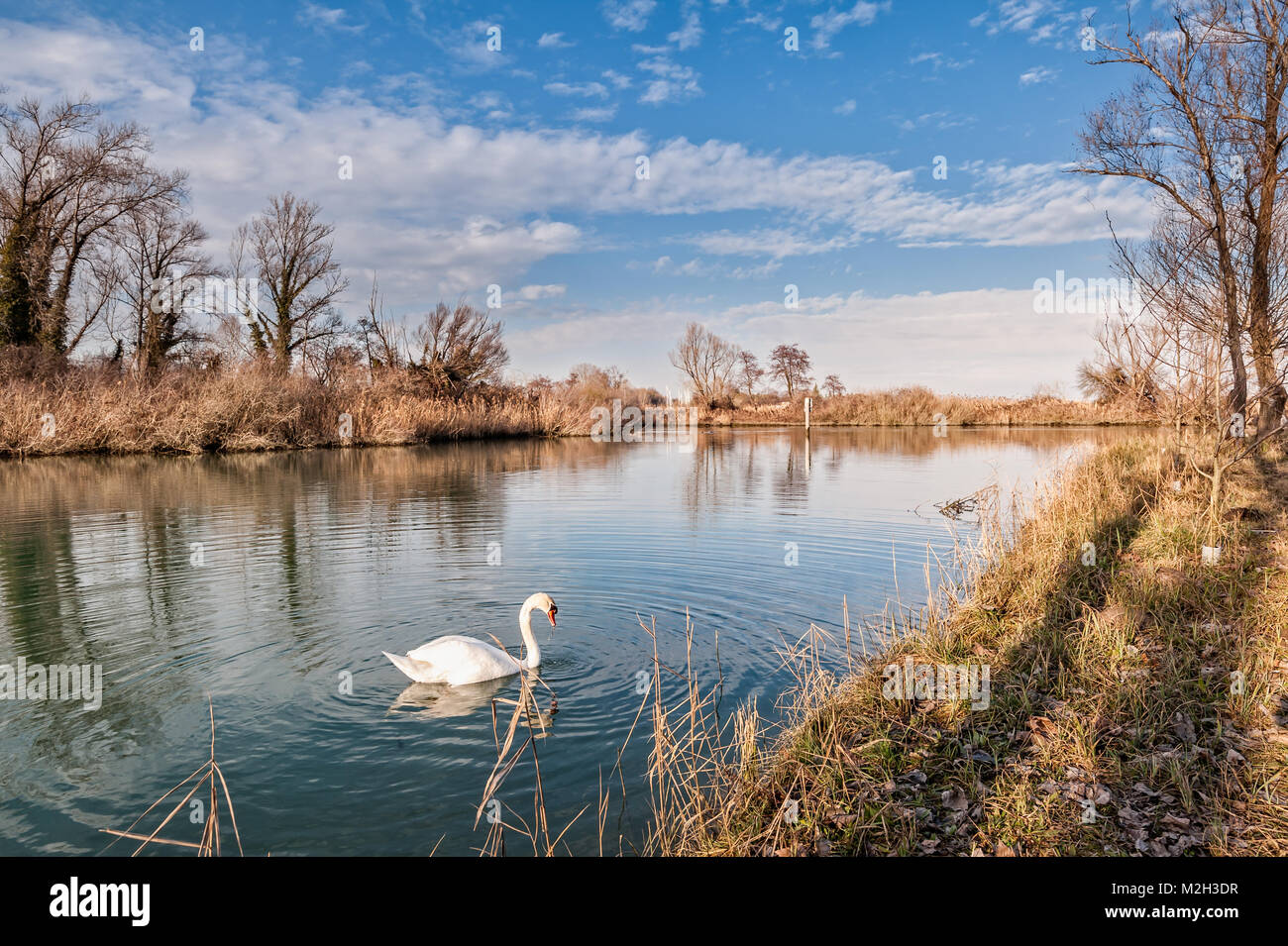 Nature scene. Lake with swan swimming, albri and cane thicket Stock ...