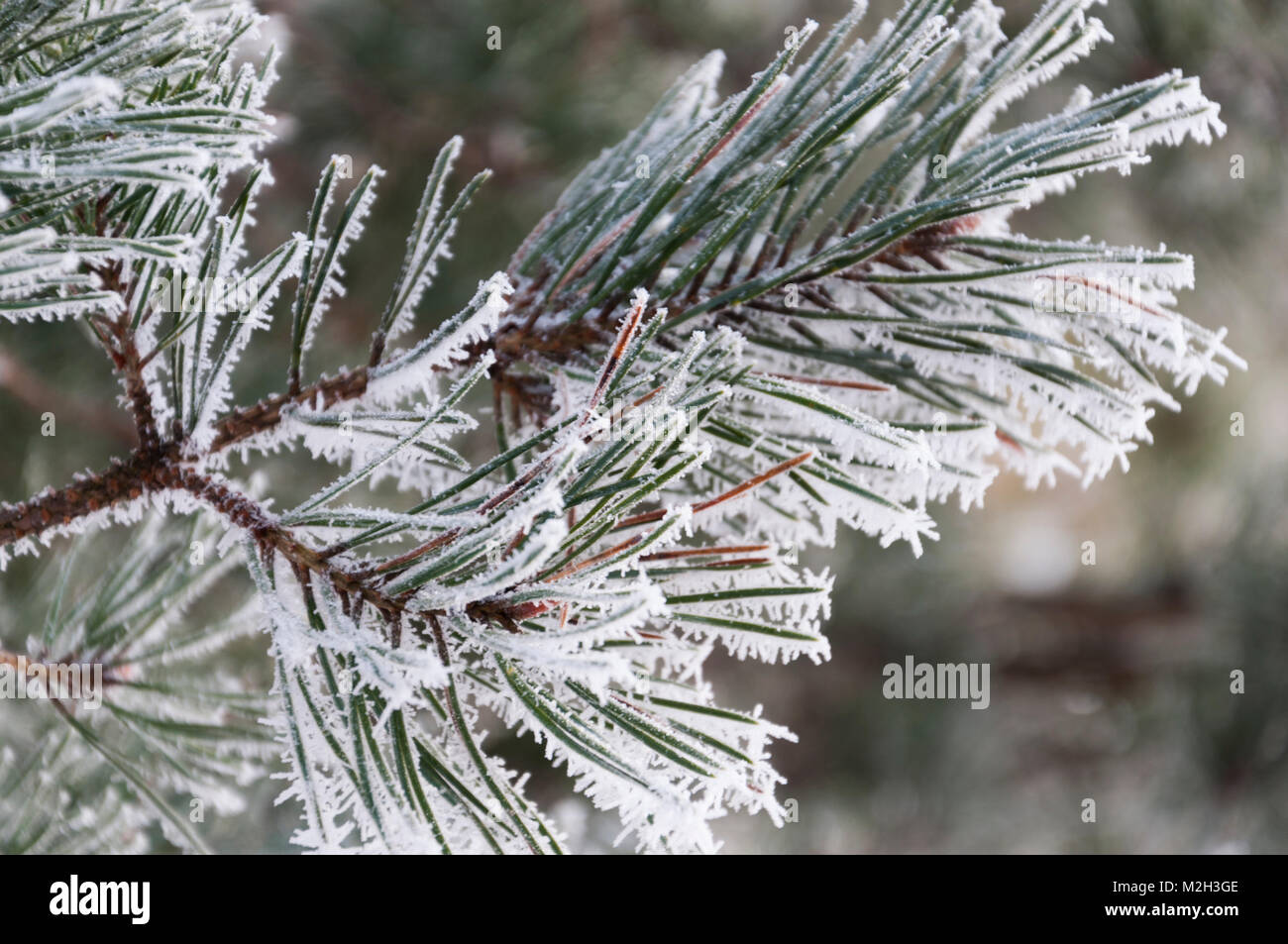 Finnish pine tree in winter Stock Photo - Alamy