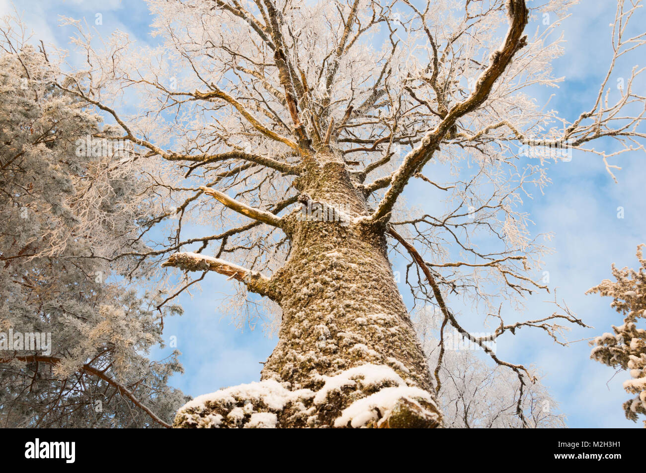Finnish silver birch tree hi-res stock photography and images - Alamy