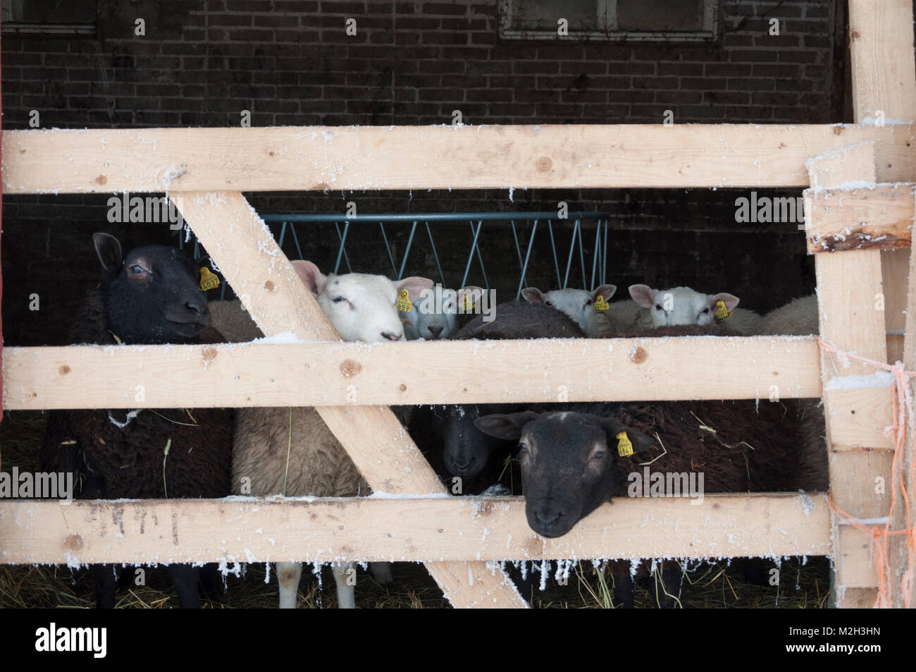 Sheep farming in finland hi-res stock photography and images - Alamy