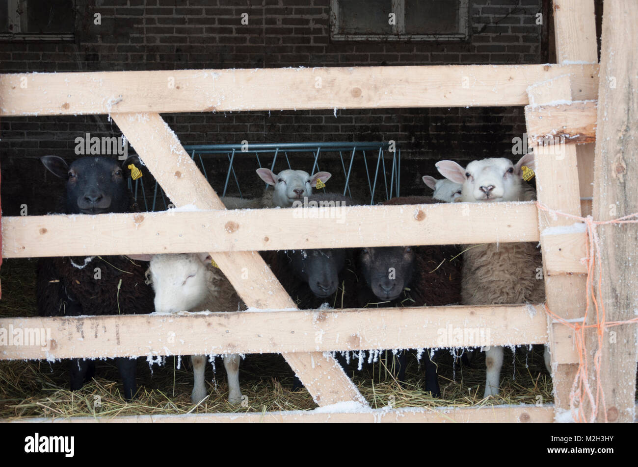 Finnish Sheep in Winter Stock Photo - Alamy