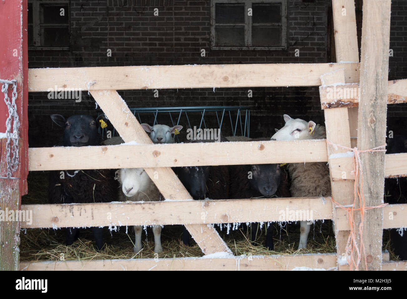 Finnish Sheep in Winter Stock Photo - Alamy