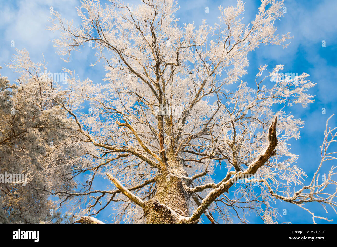 Looking up a Finnish Silver birch tree Stock Photo - Alamy