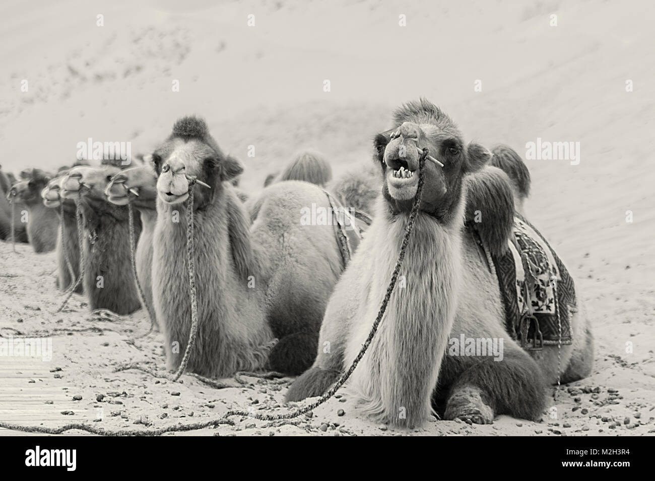 Camels resting in a row before walking tourists through the dunes of ...