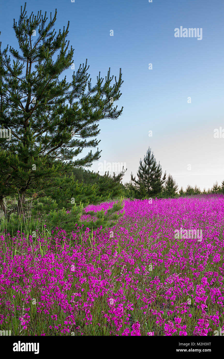 beautiful spring landscape with blossoming flowers on meadow, sunrise ...