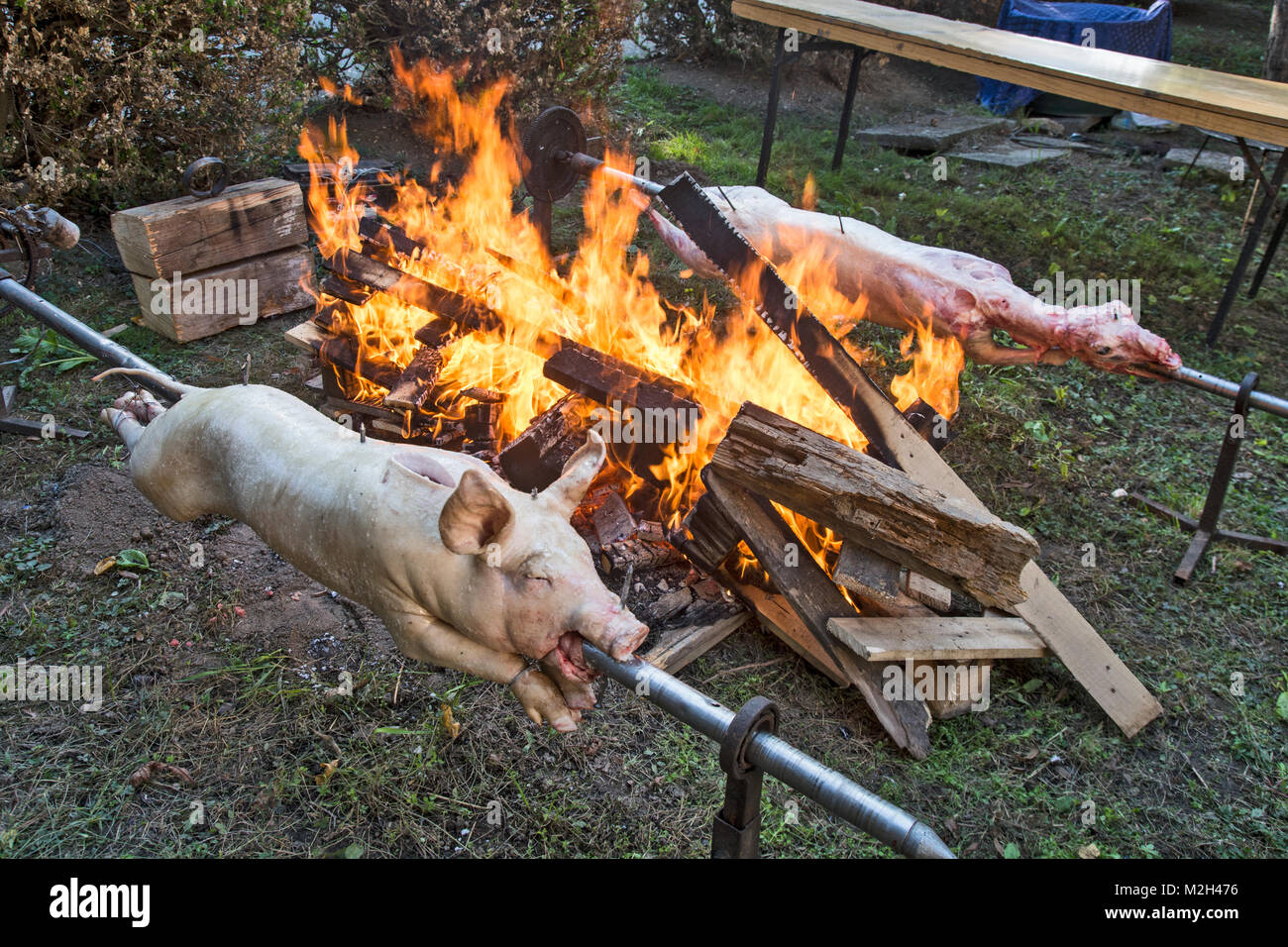 Taste of animals hi-res stock photography and images - Alamy