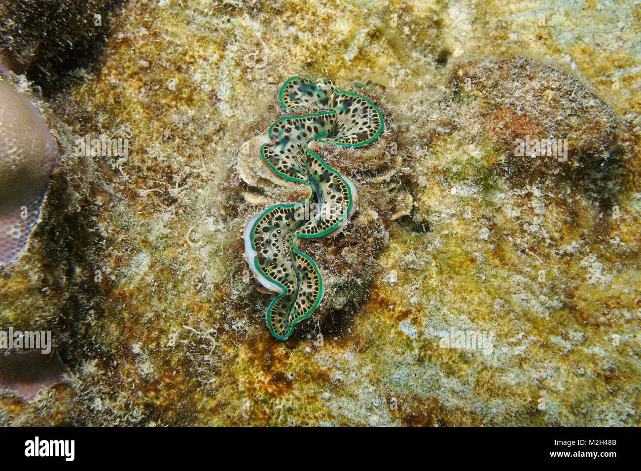 A maxima clam Tridacna maxima, bivalve mollusk underwater, Pacific ...
