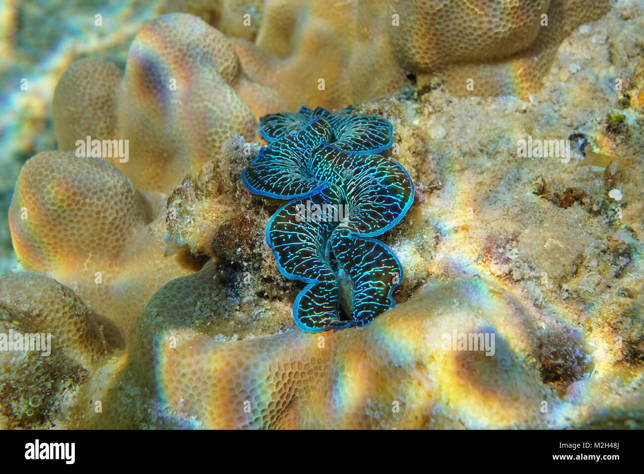 A blue mollusk maxima clam, Tridacna maxima, underwater in the Pacific ...