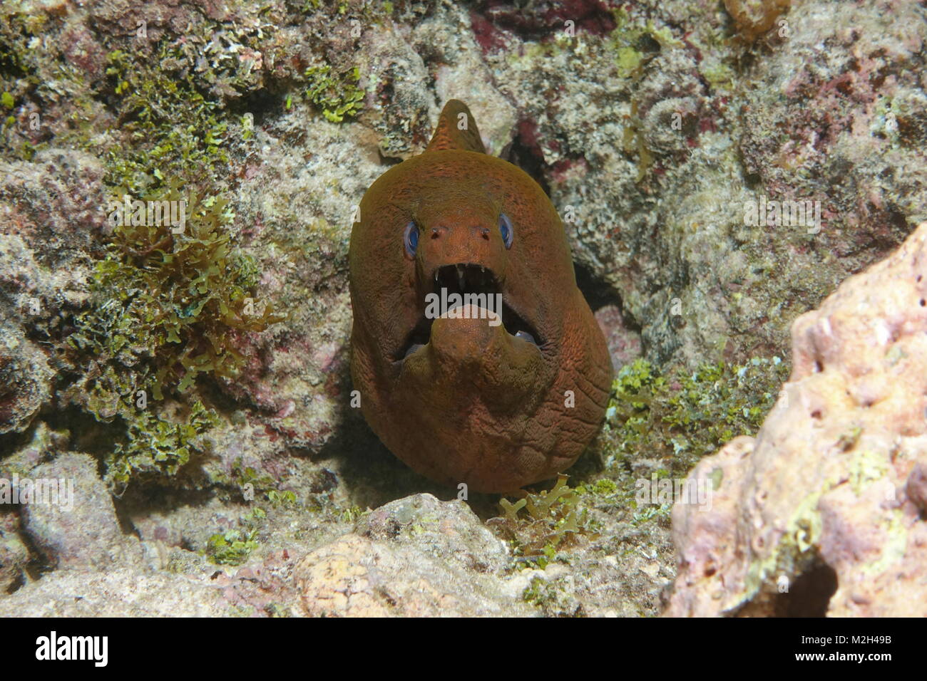 Moray Eel Face Stock Photos & Moray Eel Face Stock Images - Alamy