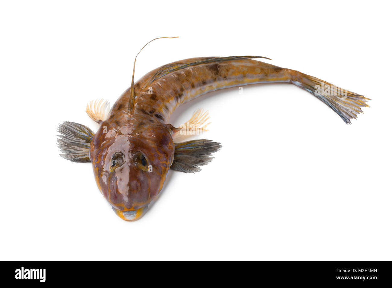 Flathead fish hi-res stock photography and images - Alamy