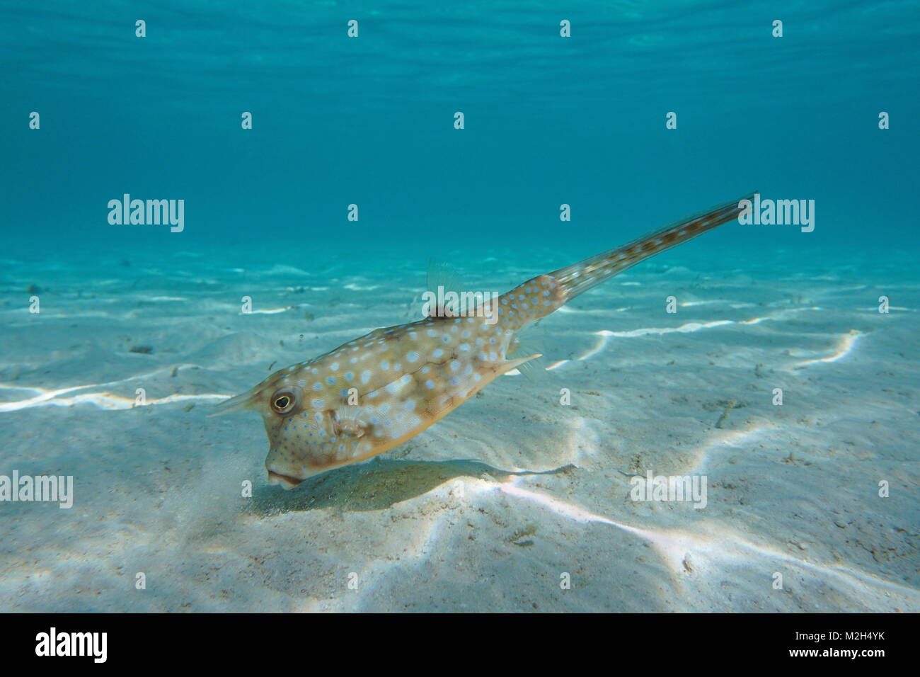 Blue spotted boxfish hi-res stock photography and images - Alamy