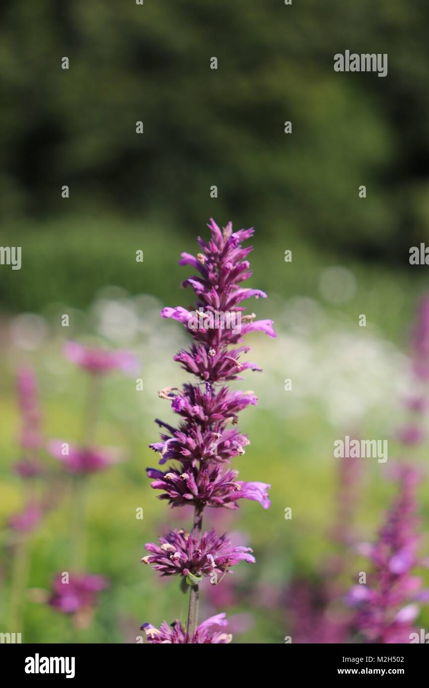 Flowers, plants, ornamental features in Pitmedden Garden, near Ellon ...