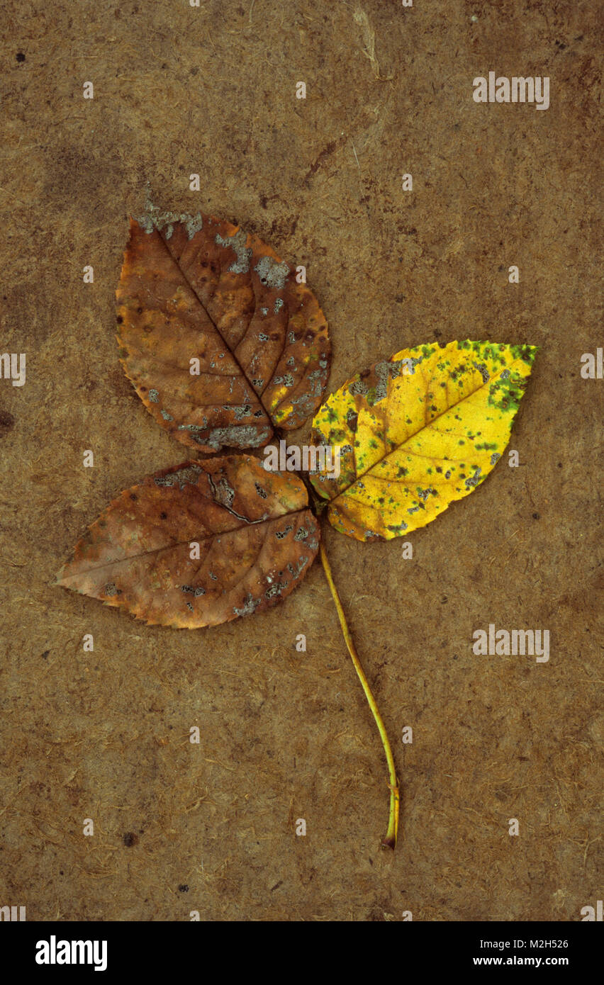 Rose leaf turning Stock Photo - Alamy