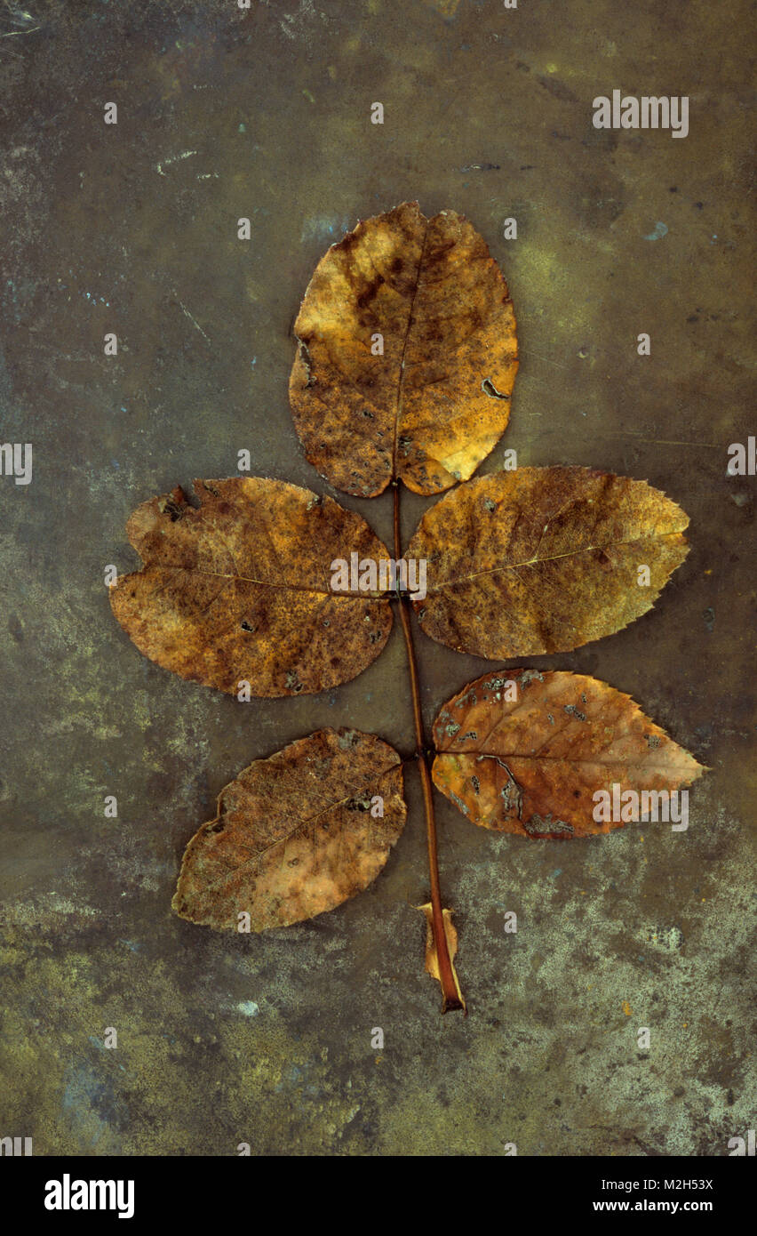 Rose leaf turning Stock Photo - Alamy