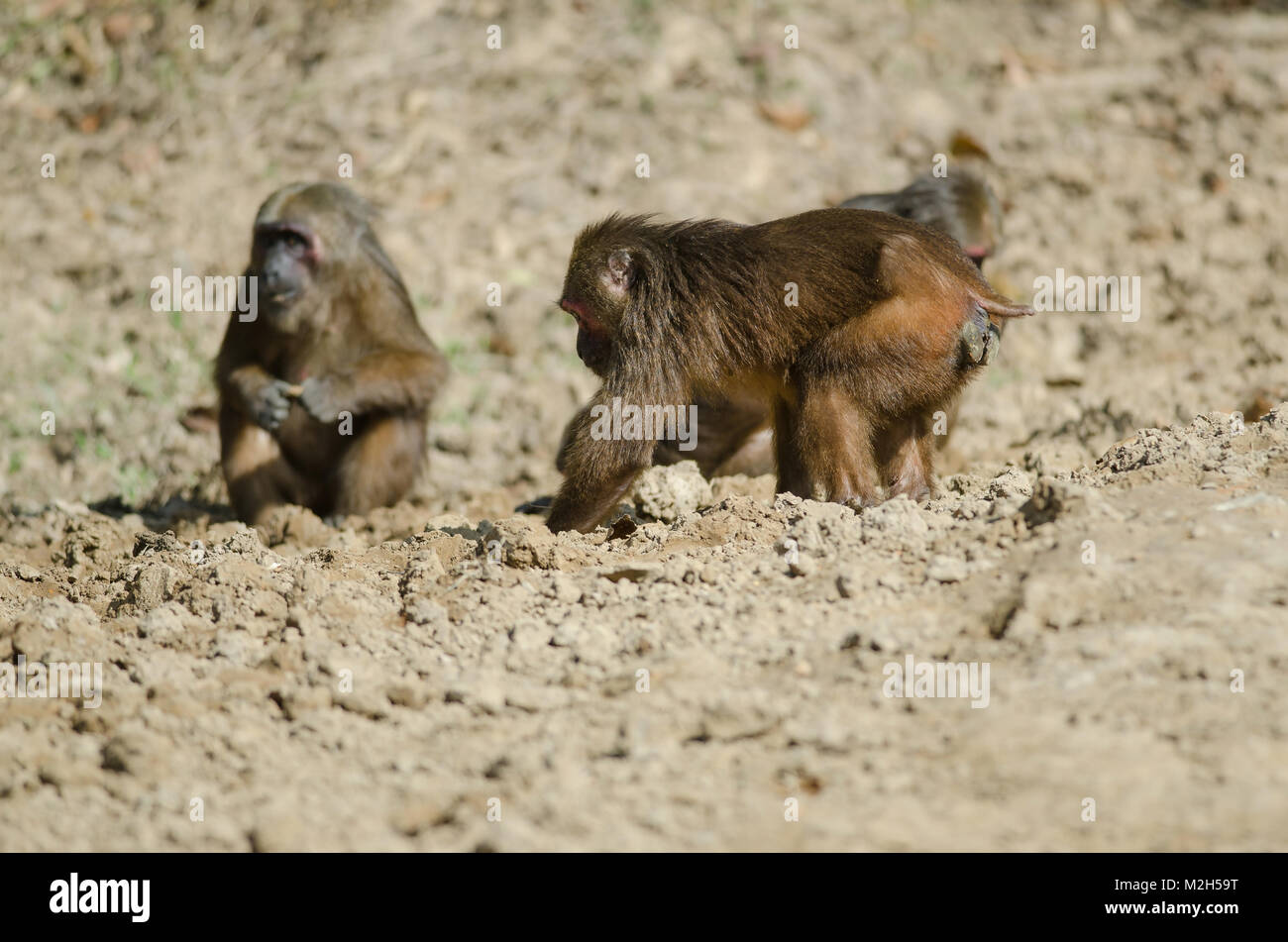 Stump-tailed macaque (Macaca arctoides) eating salt lick in nature ...