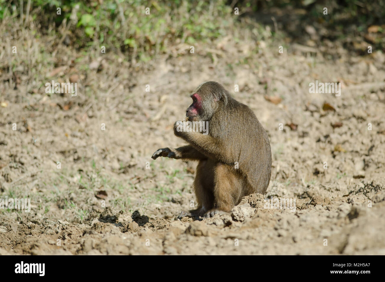 Stump-tailed macaque (Macaca arctoides) eating salt lick in nature ...