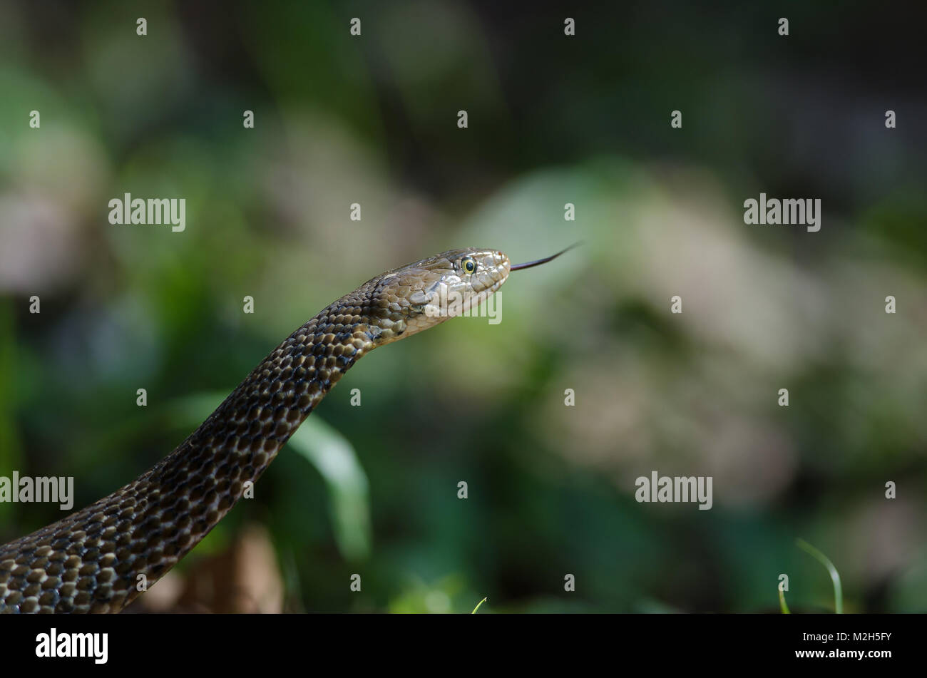 Keelback snake hi-res stock photography and images - Alamy