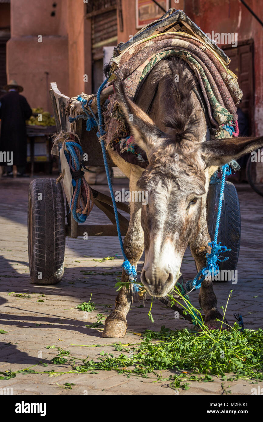 A working donkey, looking tired but well cared-for by locals, is tied ...