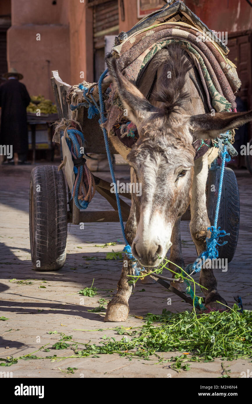 Donkey standing morocco hi-res stock photography and images - Alamy