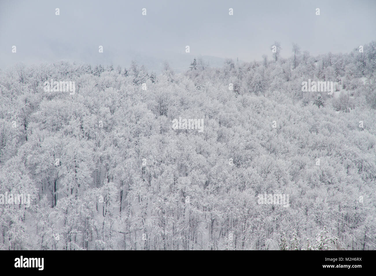 Beautiful winter landscape in the forest Stock Photo - Alamy
