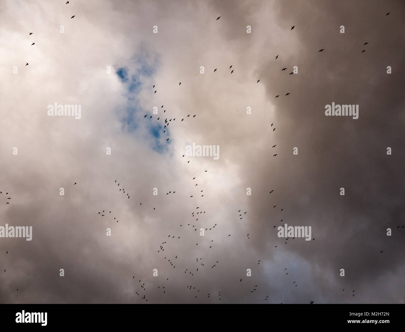 flock of geese in gray overcast autumn sky migrating flying overhead ...