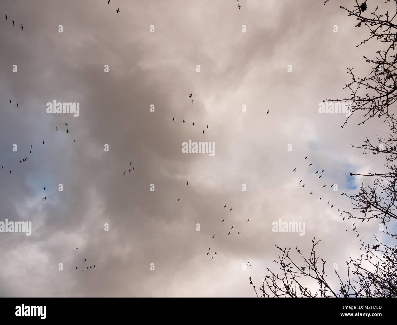 Watching birds fly overhead hi-res stock photography and images - Alamy