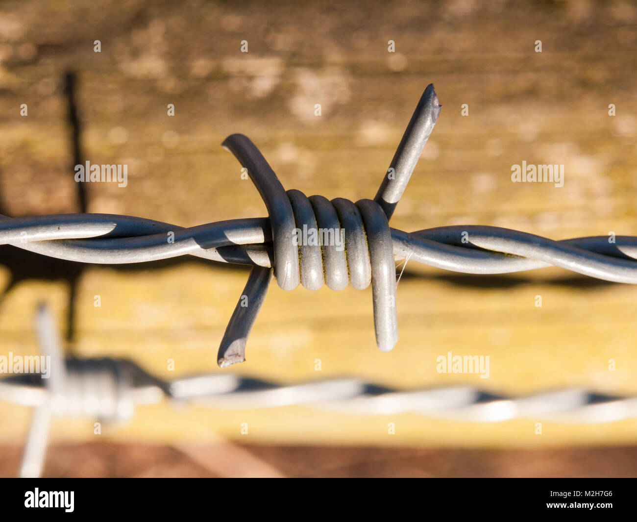 close up of of sharp barbed wire metal on wooden gate; essex; england ...