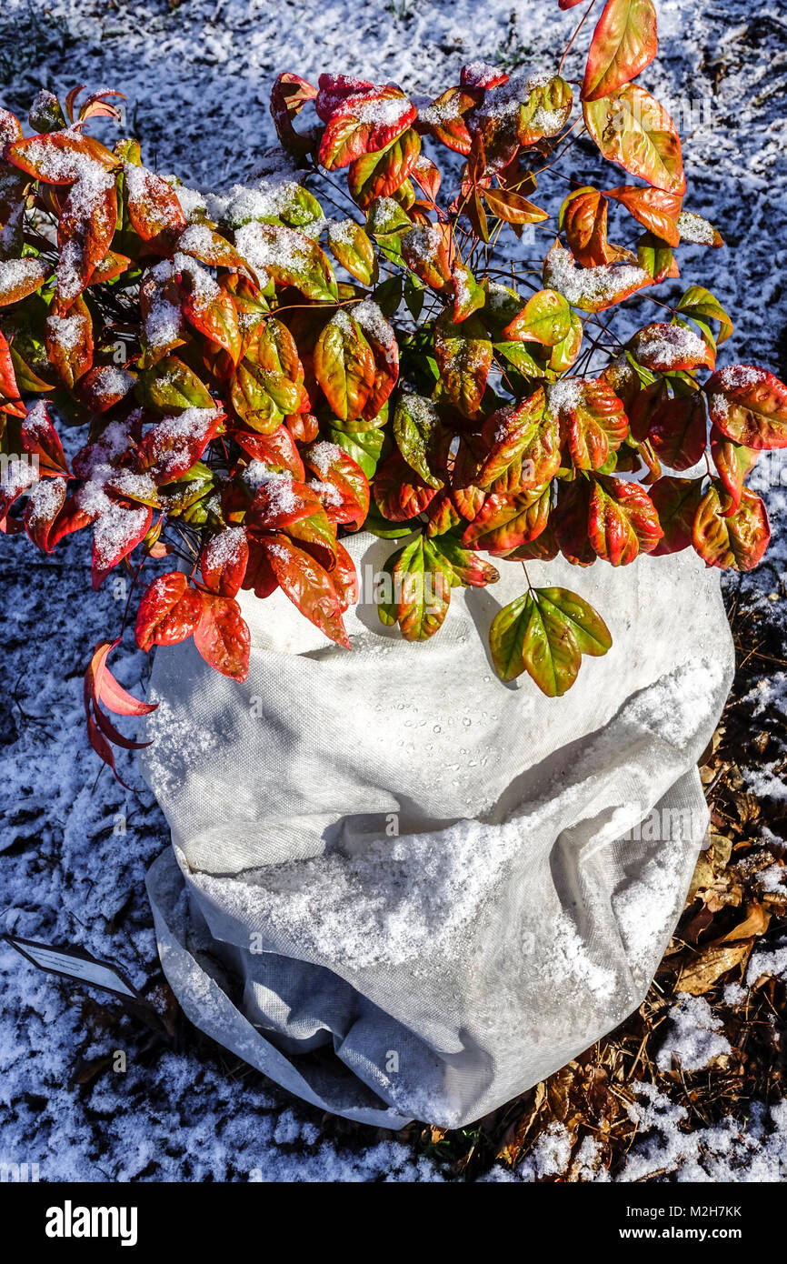 Nandina domestica " Woods Dwarf ". Heavenly bamboo, Horticultural ...