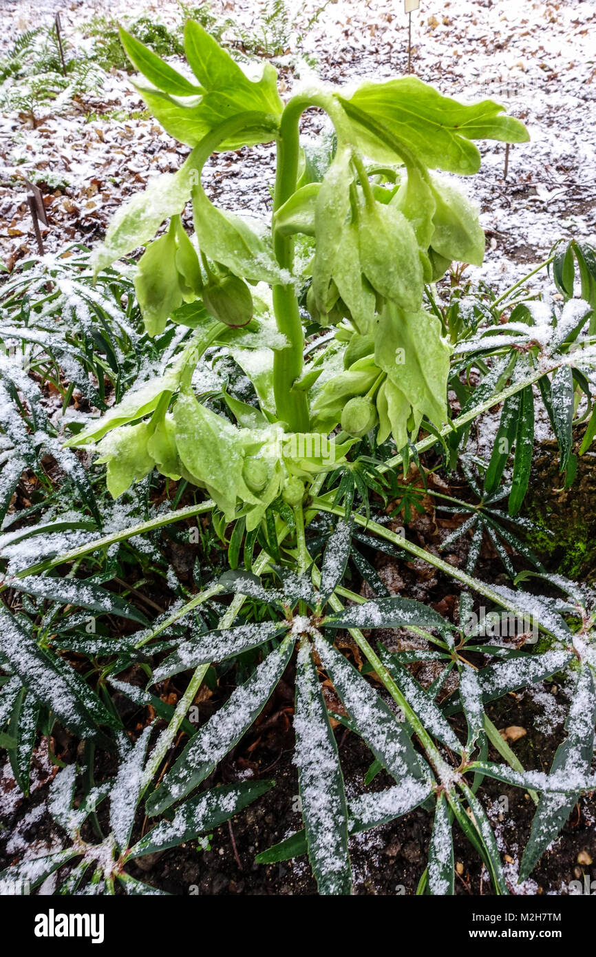 Helleborus foetidus, stinking hellebore, dungwort, setterwort Stock ...