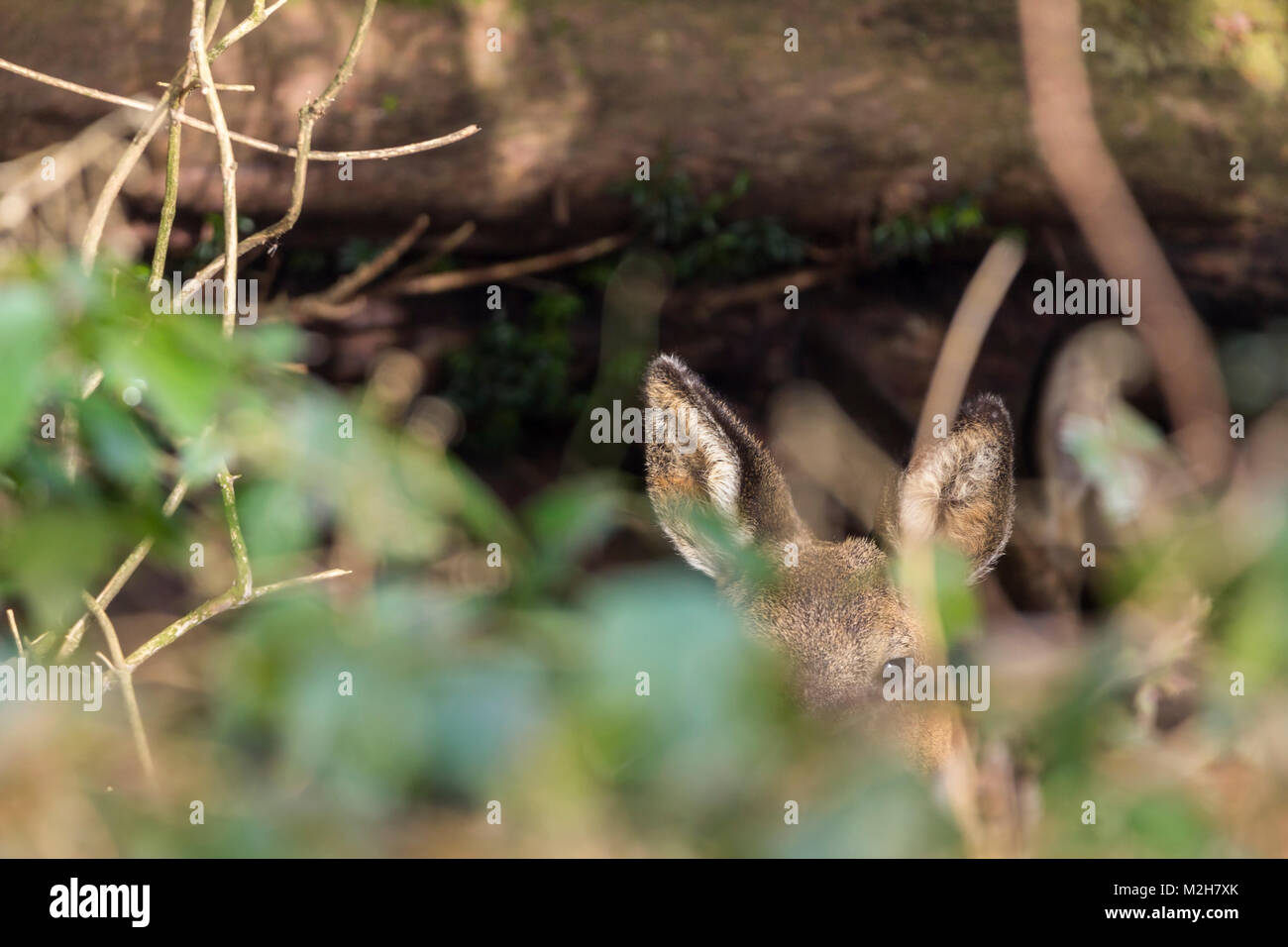 Roe deer (Capreolus capreolus) smallest of British native deer. Hiding ...