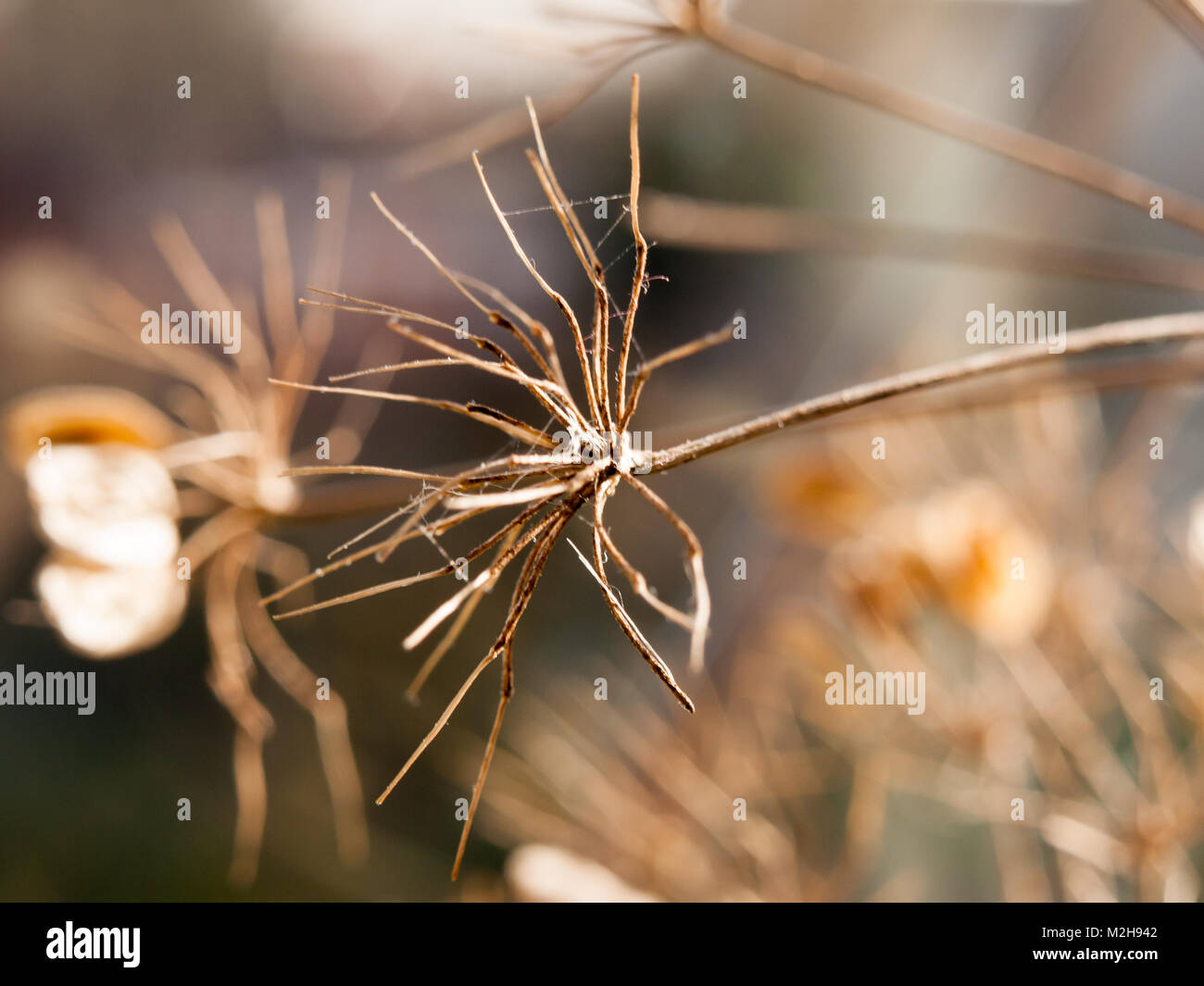 close up of dead flower heads stalk brown dry ; essex; england; uk ...