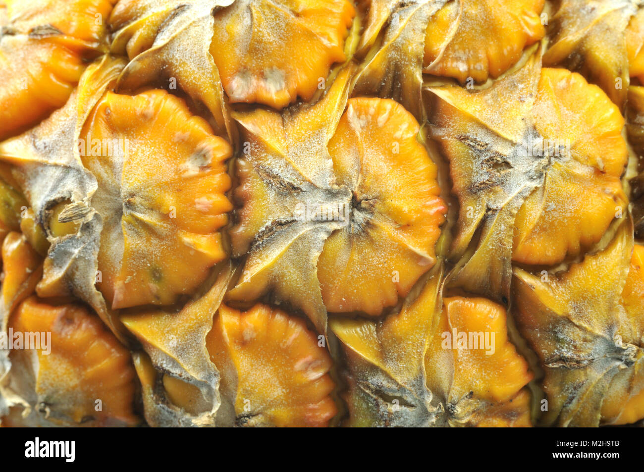 husk of a pineapple Stock Photo - Alamy